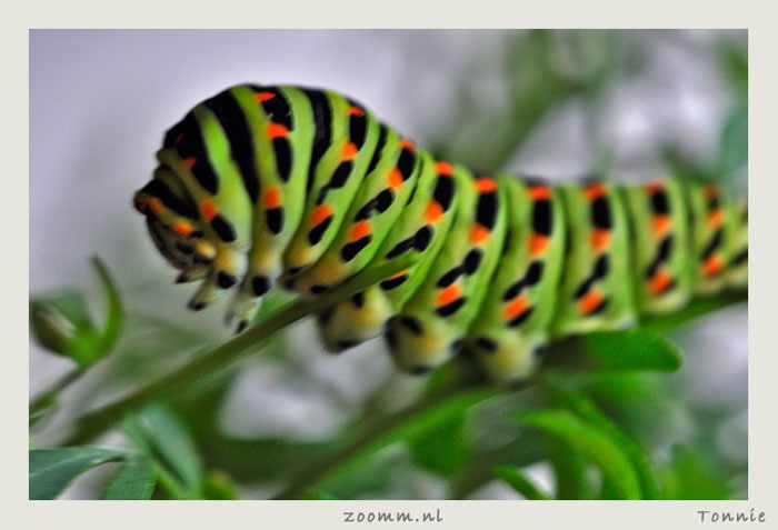 Koninginnenpage rups cocon