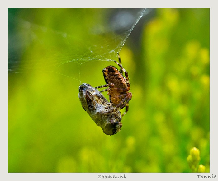 Kruisspin – NATURE PHOTOGRAPHY 013