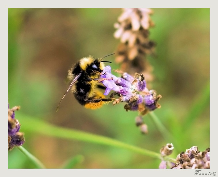 Weide hommel - NaturePhotography - TonnieVerheijden