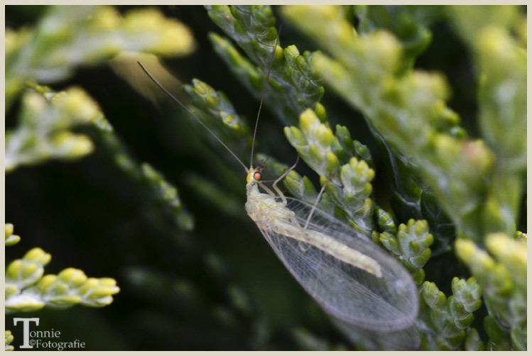 Groene Gaasvlieg – NaturePhotography – TonnieVerheijden