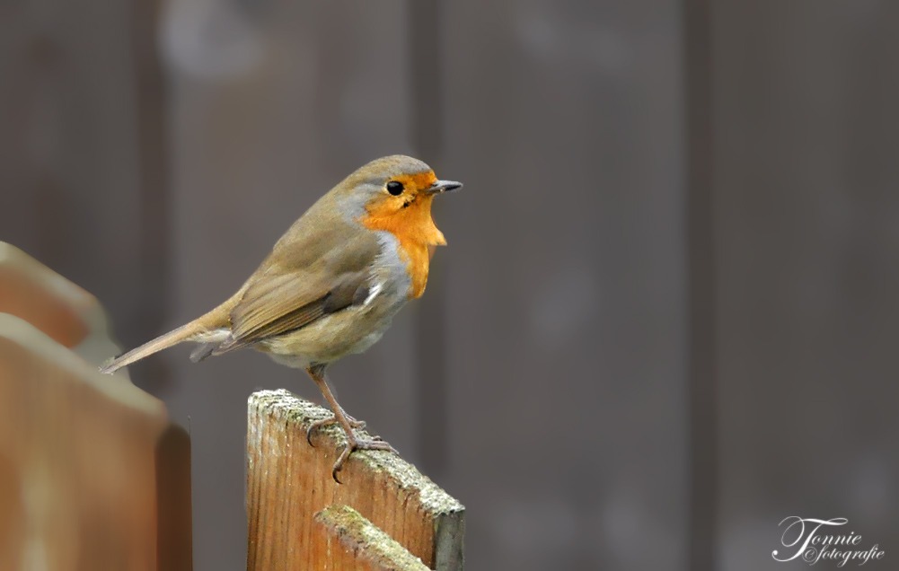 Rood Borstje en Staartmeesjes – NATURE PHOTOGRAPHY 013