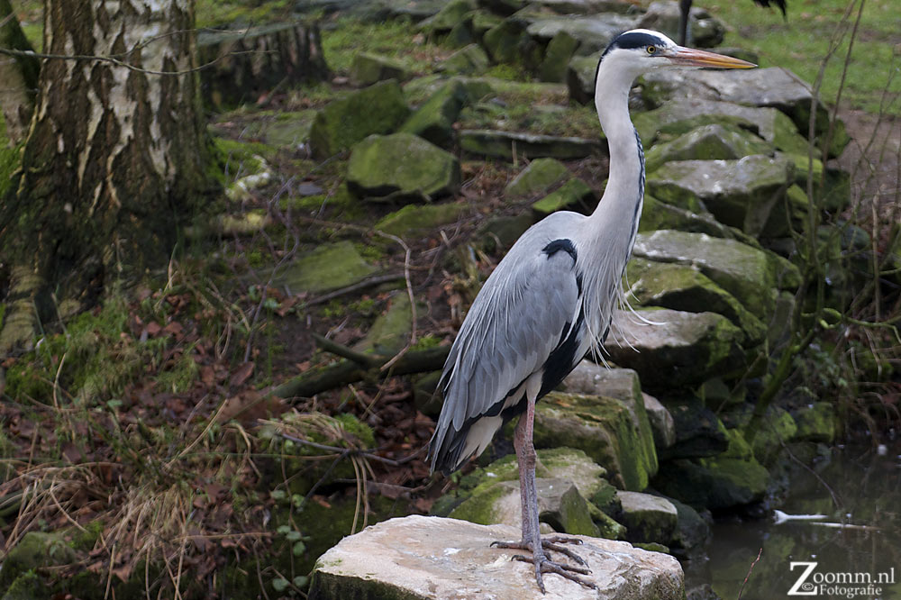 De Blauwe Reiger