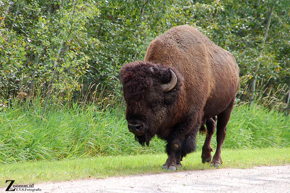 Bizons in Canada - NATURE PHOTOGRAPHY