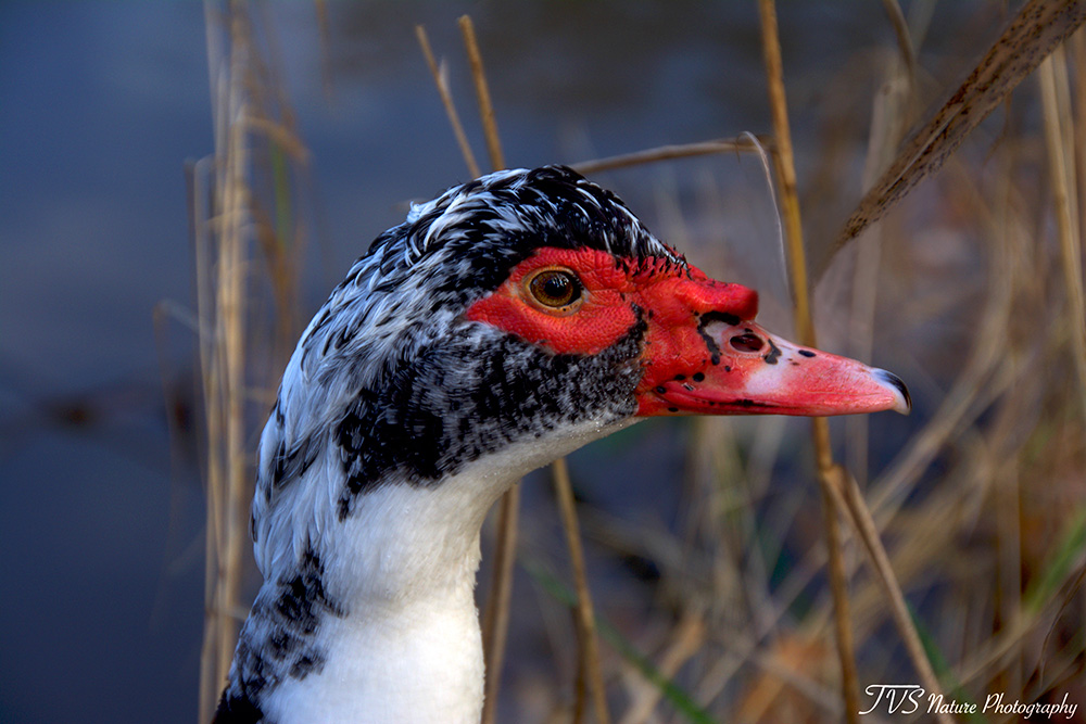 Barbarie eend – NaturePhotography – TonnieVerheijden