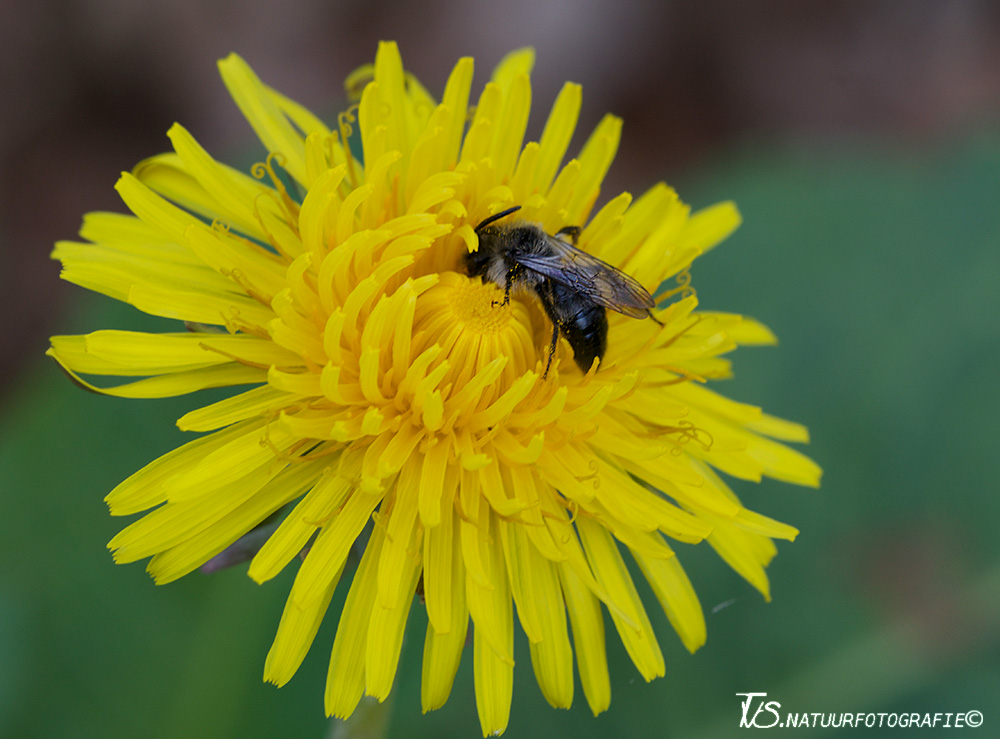 Grijze Zandbijen - NATURE PHOTOGRAPHY