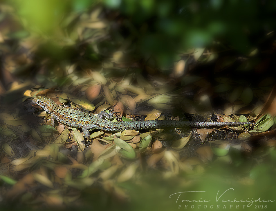 Levendebarende Hagedis – NaturePhotography – TonnieVerheijden