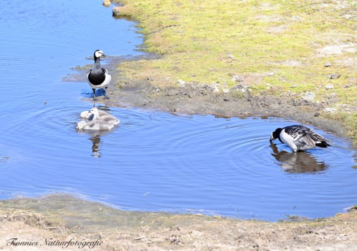Brandganzen – NaturePhotography – TonnieVerheijden